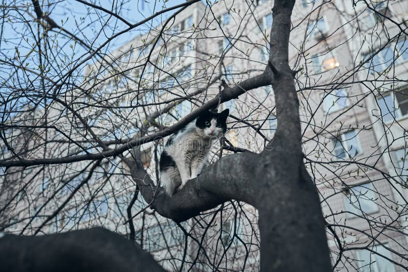A Stray Cat on a Tree in the City. Stock Image - Image of face, outdoor ...