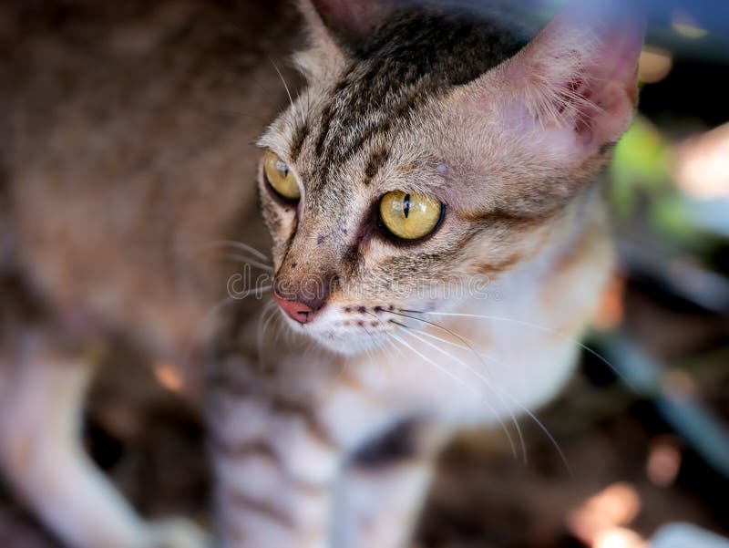 615 Cat Turning Stock Photos - Free & Royalty-Free Stock Photos from ...