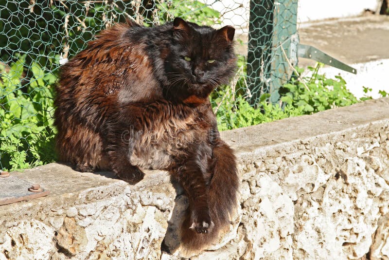 Stray cat stock image. Image of wroth, hooligan, claw - 63821363