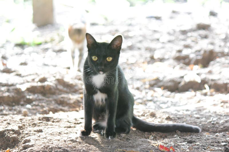 Stray cat stock image. Image of hope, stray, outdoors - 100545409