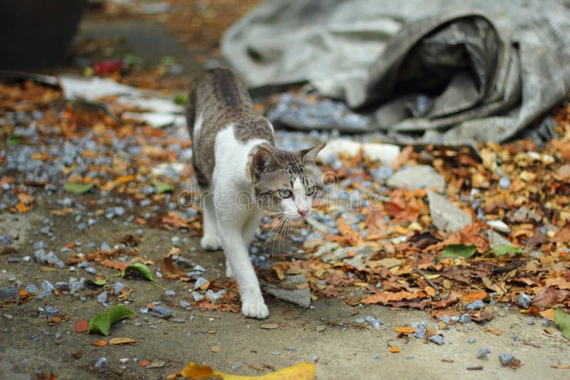 Stray Cat Walk Away on the Floor Stock Photo - Image of head, roam ...