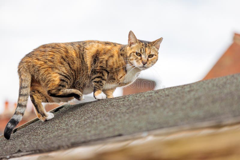 Stray Cat Walking on Rooftop of a England House Stock Image - Image of ...