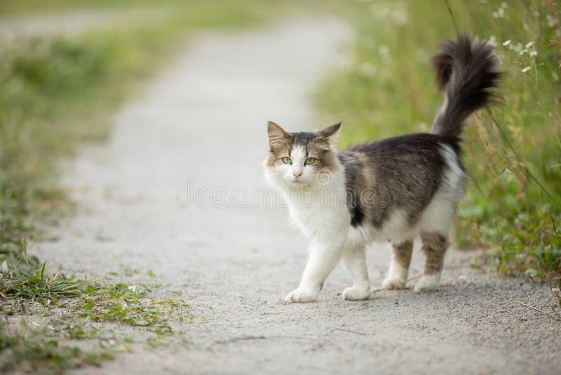 Stray Cat Walking on a Village Road. Stray Cat Crosses the Path Stock ...