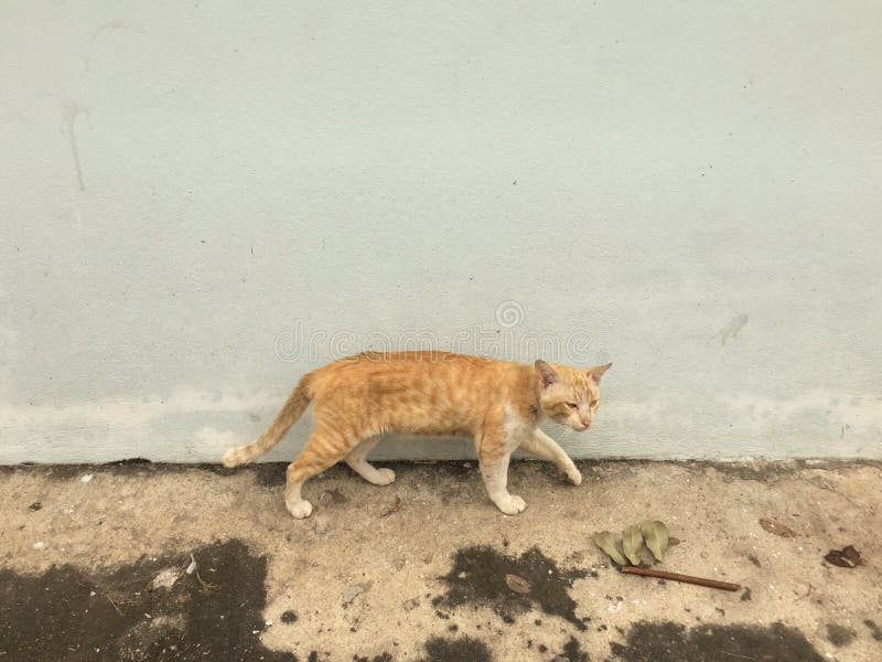 Stray Cat Walking beside the Wall and Street Stock Image - Image of ...