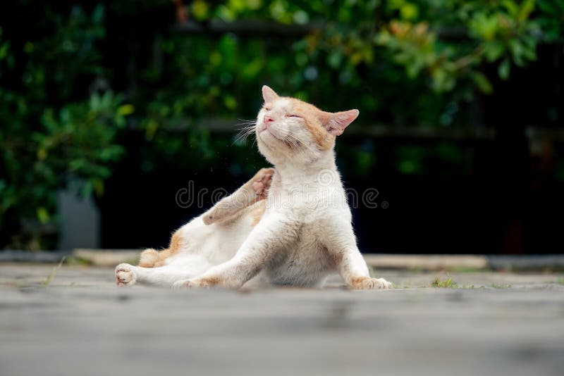 A Stray Cat Was Scratching Its Neck Stock Photo - Image of face ...