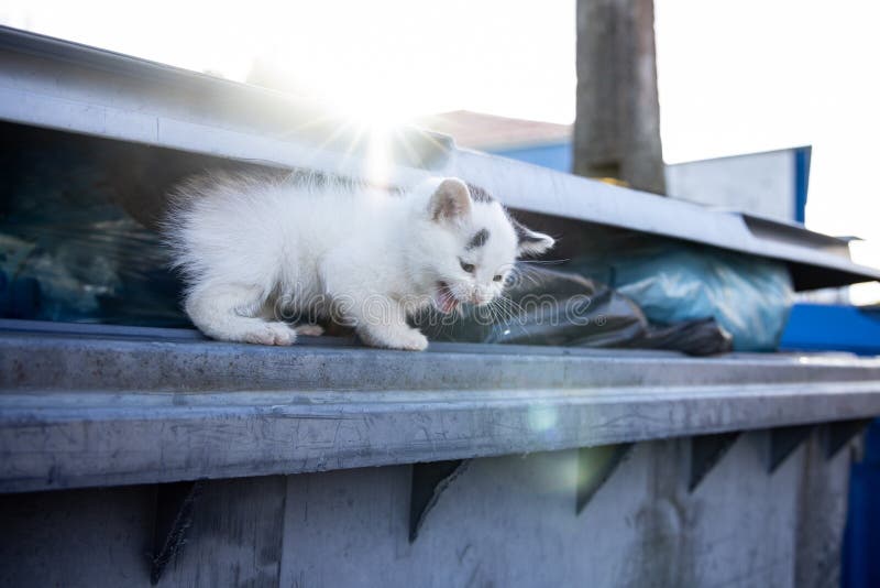 Stray Cat on a Waste Container Stock Image - Image of alone, container ...