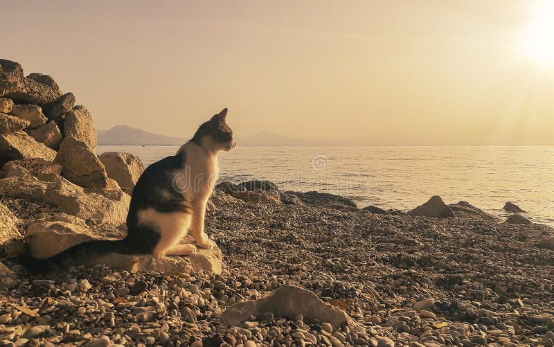 Stray Cat Watching the Sunset. Stock Image - Image of animal, kitty ...