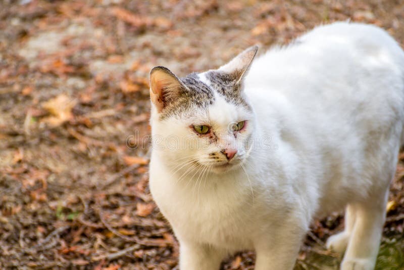 Stray cat stock photo. Image of portrait, outside, green - 46923614