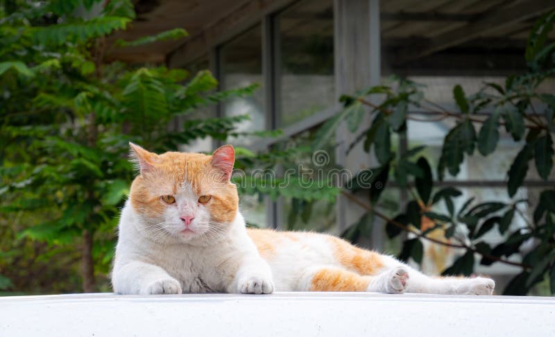 A Stray Cat, White with Orange Stripes, Ragged, Lying on the Wall ...