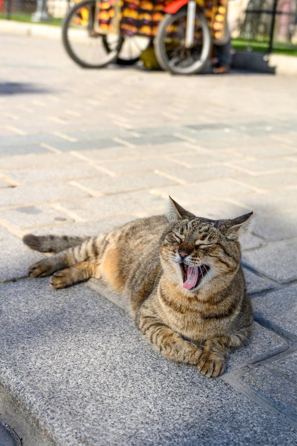 Stray Cat Yawning in Istanbul, Turkey Stock Image - Image of turkish ...