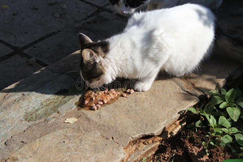 Stray cats eating stock image. Image of group, feed - 185004179
