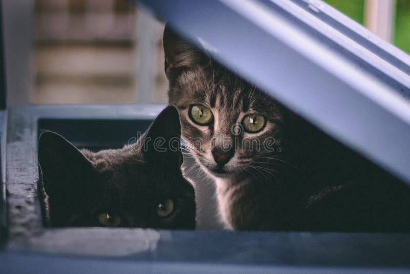 Stray cats hiding in a box stock image. Image of domestic - 241640361