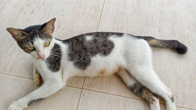 Stray cats are hungry stock photo. Image of hungry, funny - 296336292