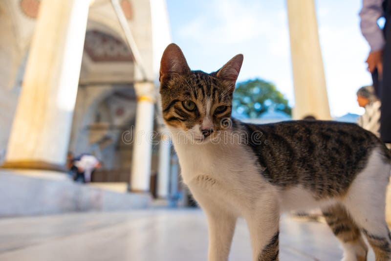 Stray Cats of Istanbul. a Stray Cat in the Courtyard of a Mosque ...