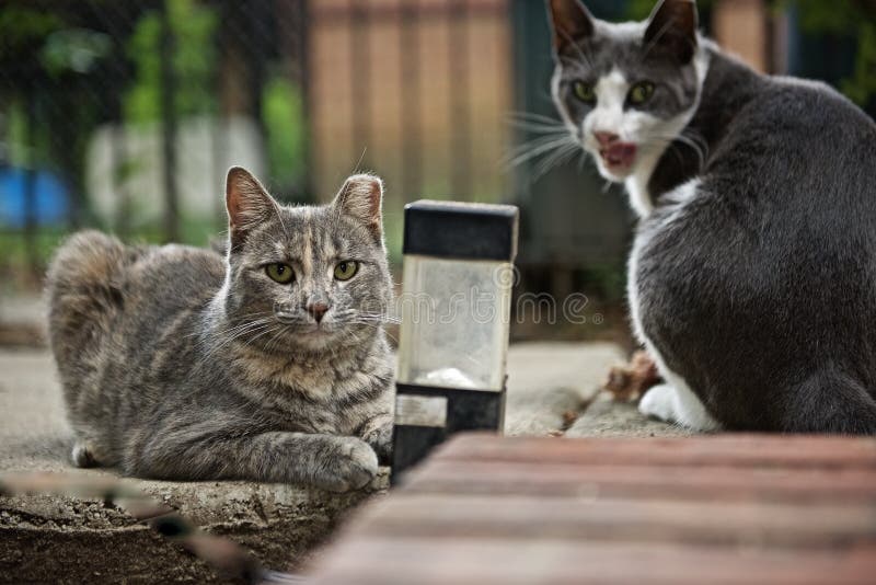 Stray Cats life stock image. Image of midnight, tail - 76695499