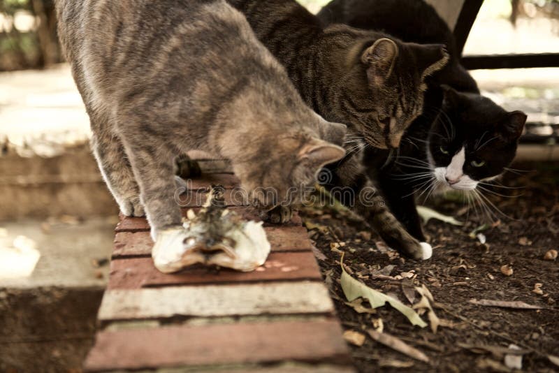 Stray Cats life stock photo. Image of baby, hood, favorite - 76694574