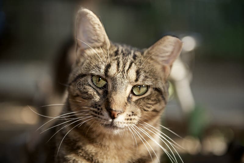Stray Cats life stock photo. Image of stray, left, tigger - 76795360