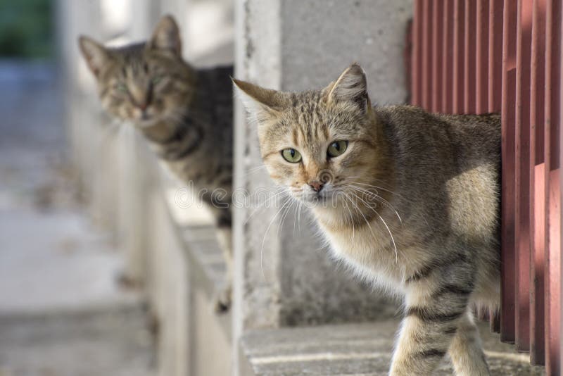Stray Cats Look at the Camera. Active Cats in the City. World Cat Day ...