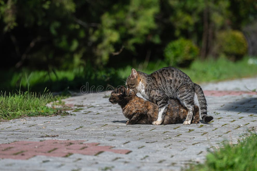 Stray Cats Mating in the Park Stock Photo - Image of hair, copy: 347023464