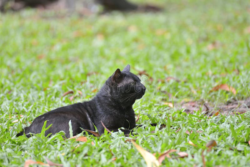 Stray cats on public park stock image. Image of cats - 114393735