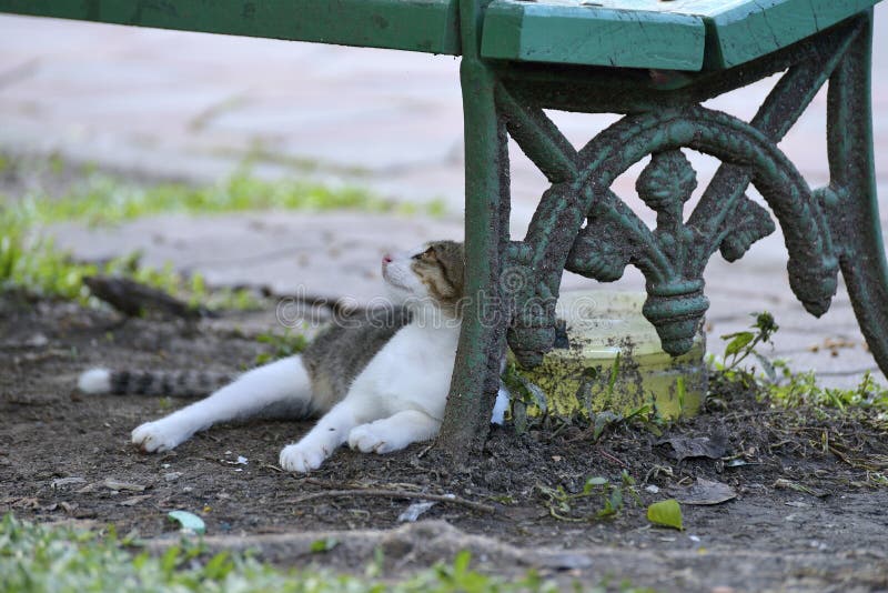 Stray Cats in Public Park on Tree Stock Photo - Image of breed, park ...