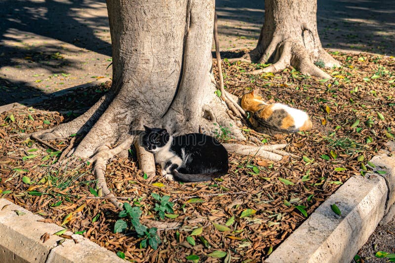 Stray Cats Rest Under a Tree on a City Street Stock Image - Image of ...