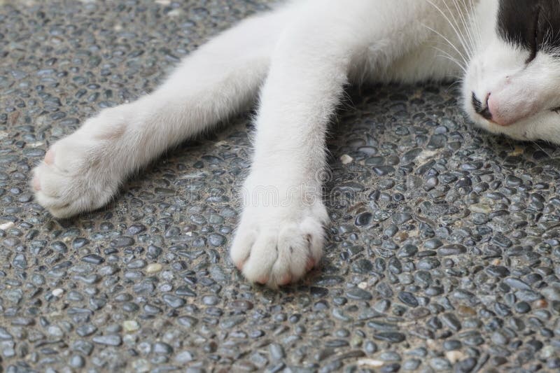 A White Cat S Hands Folded while Taking a Nap Stock Image - Image of ...
