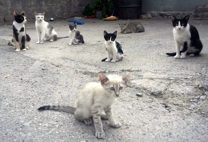 Group of Cats stock photo. Image of companionship, outdoors - 109904884