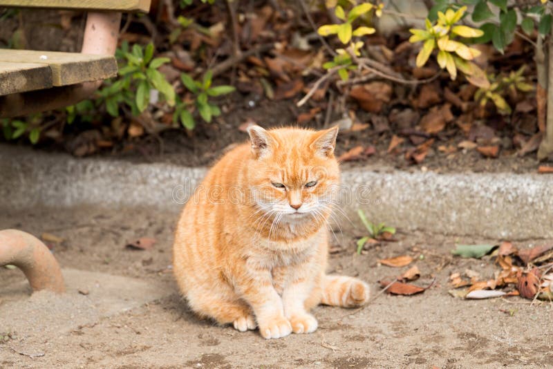 Stray cats are very cute stock image. Image of lying - 110598975