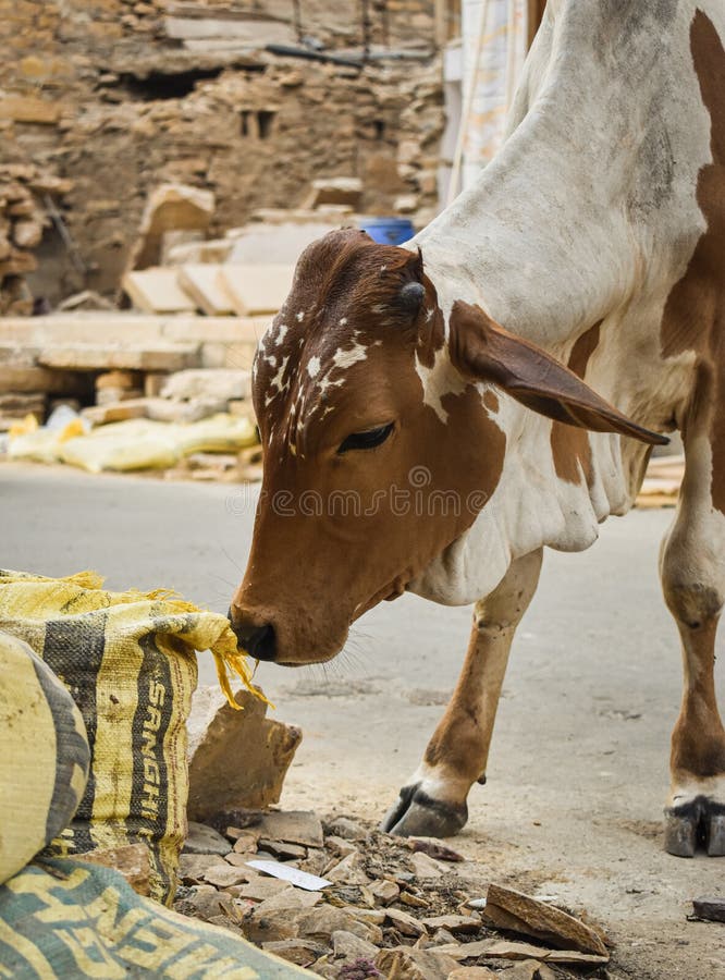 Stray Cow Eating Plastic Sack from a Pile of Dump Stock Image - Image ...