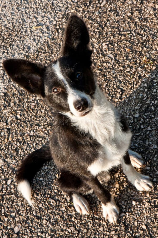Stray Dog stock photo. Image of homeless, sitting, stray - 11279596