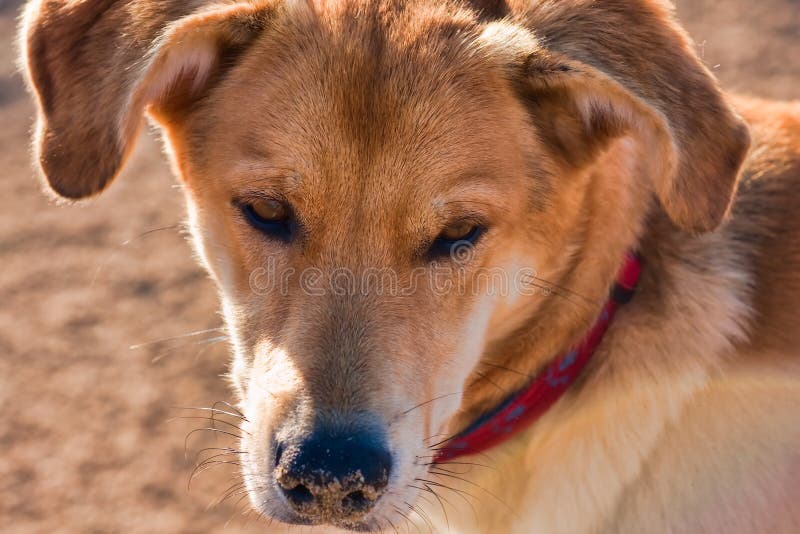 Stray dog stock image. Image of nature, redish, portait - 11902499