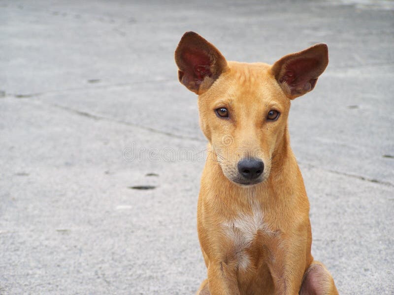 Stray Dog stock image. Image of white, missing, friend - 1214199