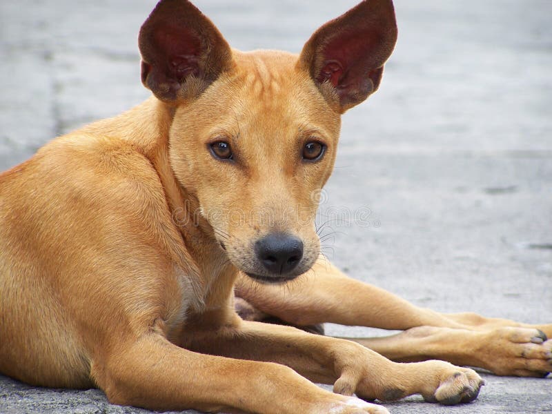 Stray Dog stock photo. Image of black, puppy, beige, missing - 1214216