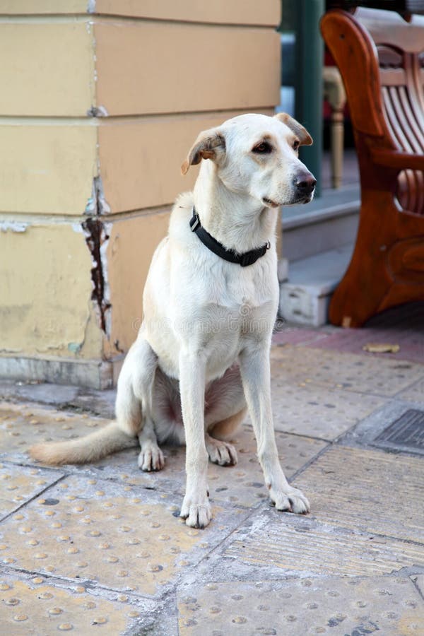 Stray street dog stock photo. Image of outdoors, animal - 19406814