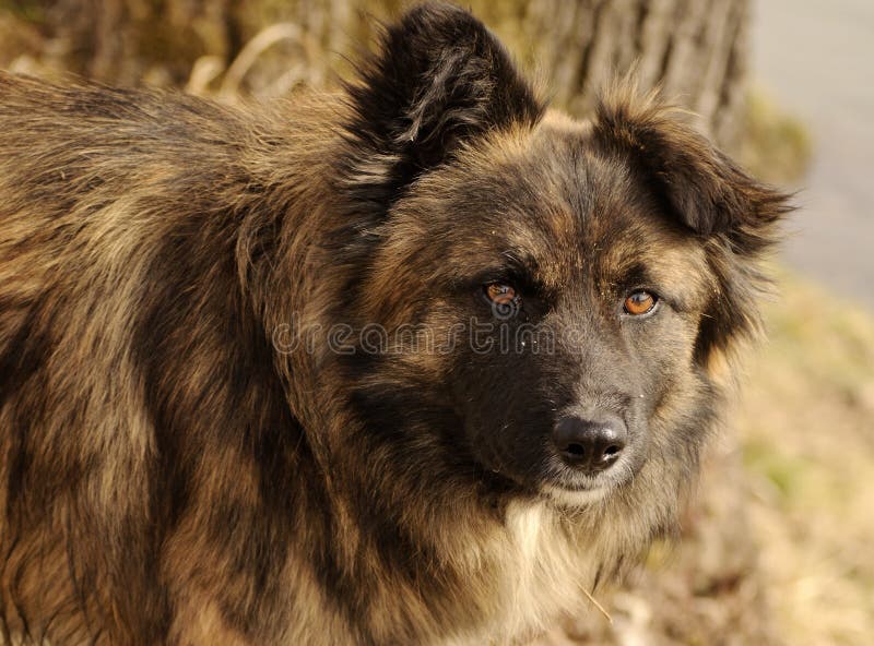 Stray dog stock image. Image of eyes, cute, animal, orange - 24835121