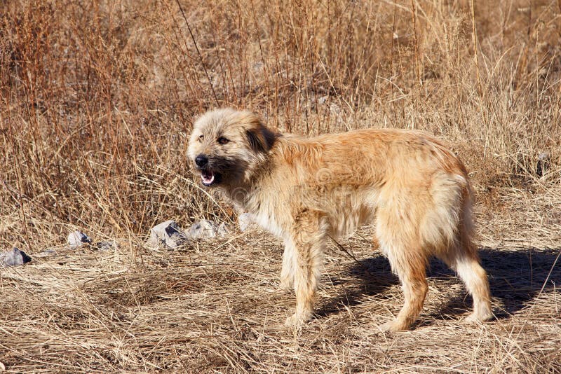 Stray dog stock image. Image of stray, dogs, animals - 28910579