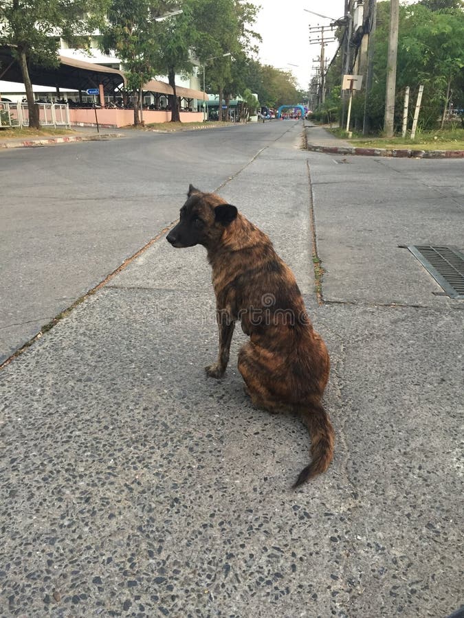 Stray dog stock photo. Image of homeless, doggy, straydog - 56435670