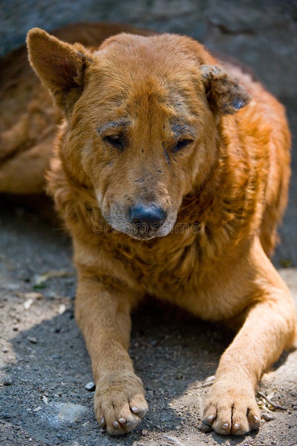 Stray dog stock image. Image of crooked, mixed, street - 17432773