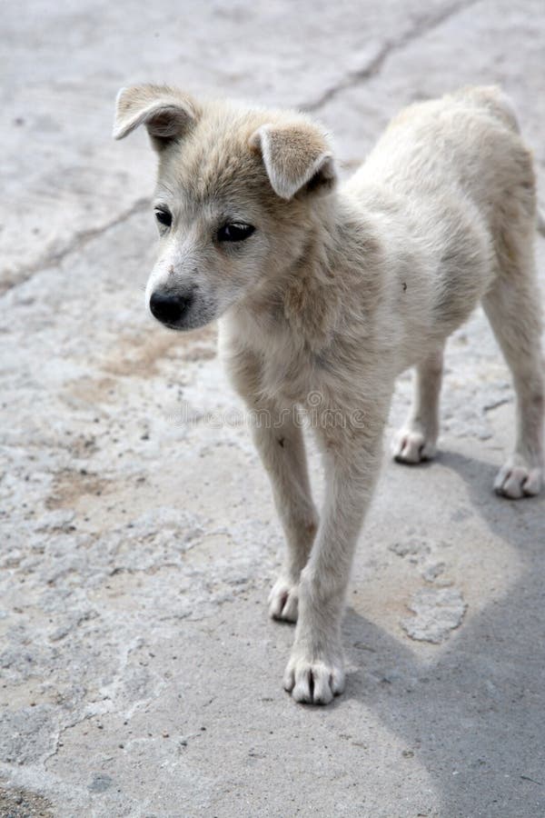 Stray dog stock image. Image of lonely, homeless, stray - 8543775