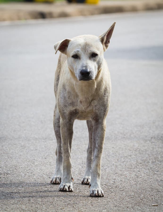 Stray Dog stock image. Image of white, mutt, rescue, dirty - 40591077