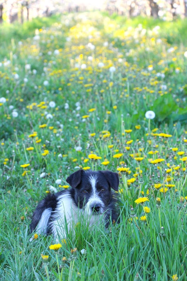 Stray Dog in an Apple Orchard Stock Image - Image of puppy, muddy: 69969977