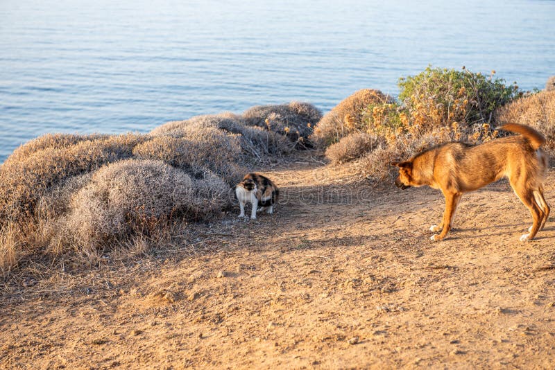 Stray Dog Attacks the Stray Cat. Crete, Greece Stock Image - Image of ...