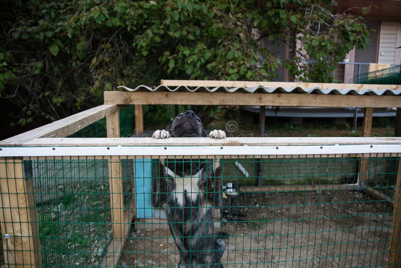 Stray Dog Behind the Corral of a Dogs Refuge. Stock Image - Image of ...