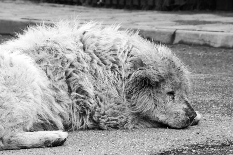 Stray dog stock photo. Image of town, houses, romania - 86131290