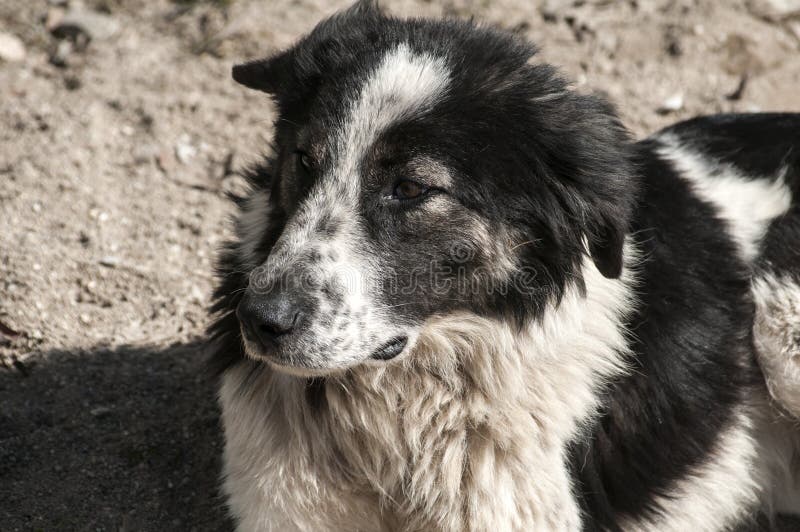 Stray dog closeup stock photo. Image of hair, mongrel - 88480894