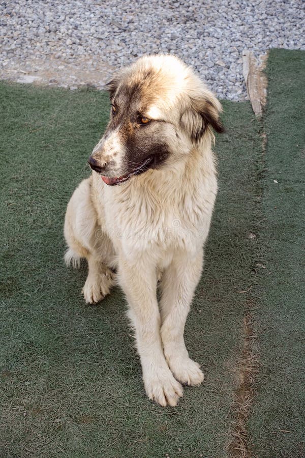 Crippled Dog Stock Photos - Free & Royalty-Free Stock Photos from ...