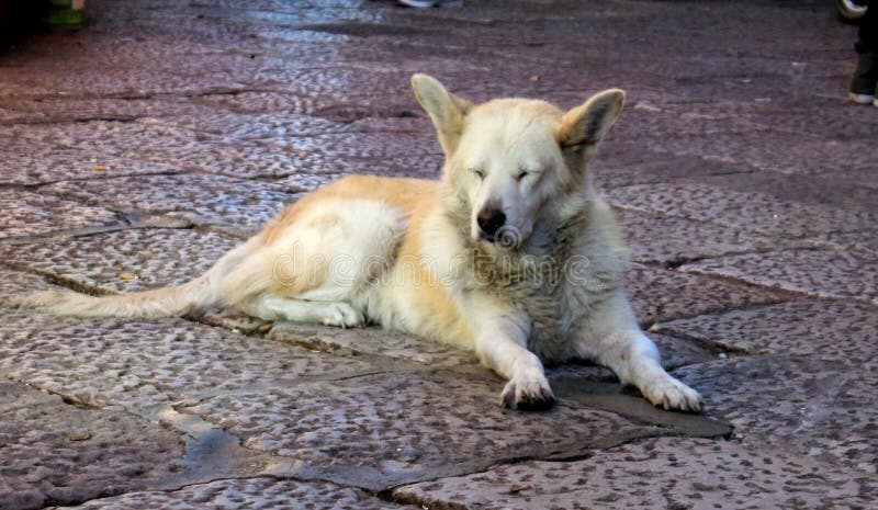 Stray Dog Crouching Resting Stock Image - Image of paws, street: 213814165