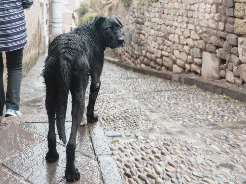 Stray dog in Cusco stock photo. Image of look, rough - 135975940