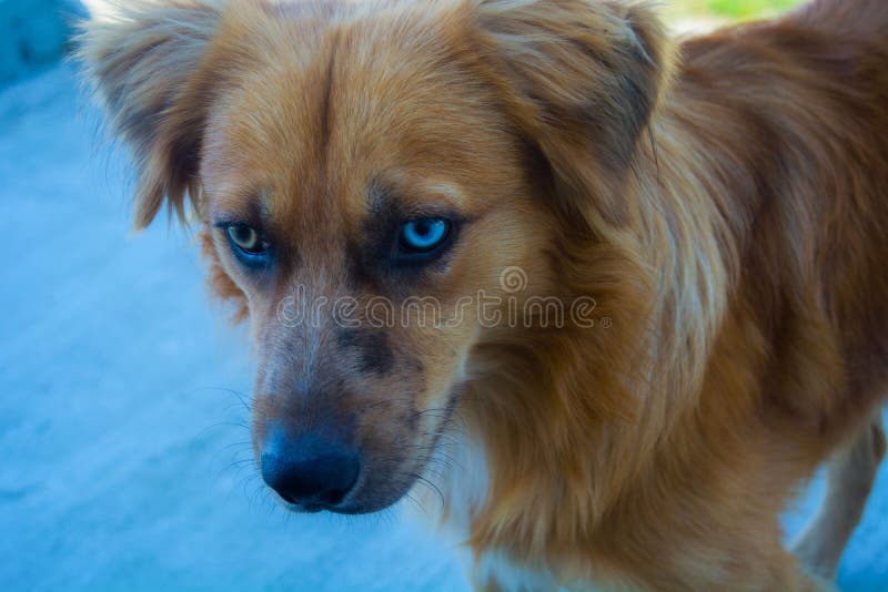 Stray dog stock image. Image of summer, colored, eyes - 65265805